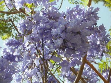Jacaranda Flower Spiritual Meaning | Best Flower Site