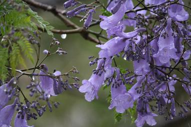 Jacaranda Flower Spiritual Meaning | Best Flower Site
