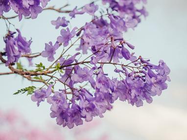 Jacaranda Flower Spiritual Meaning | Best Flower Site
