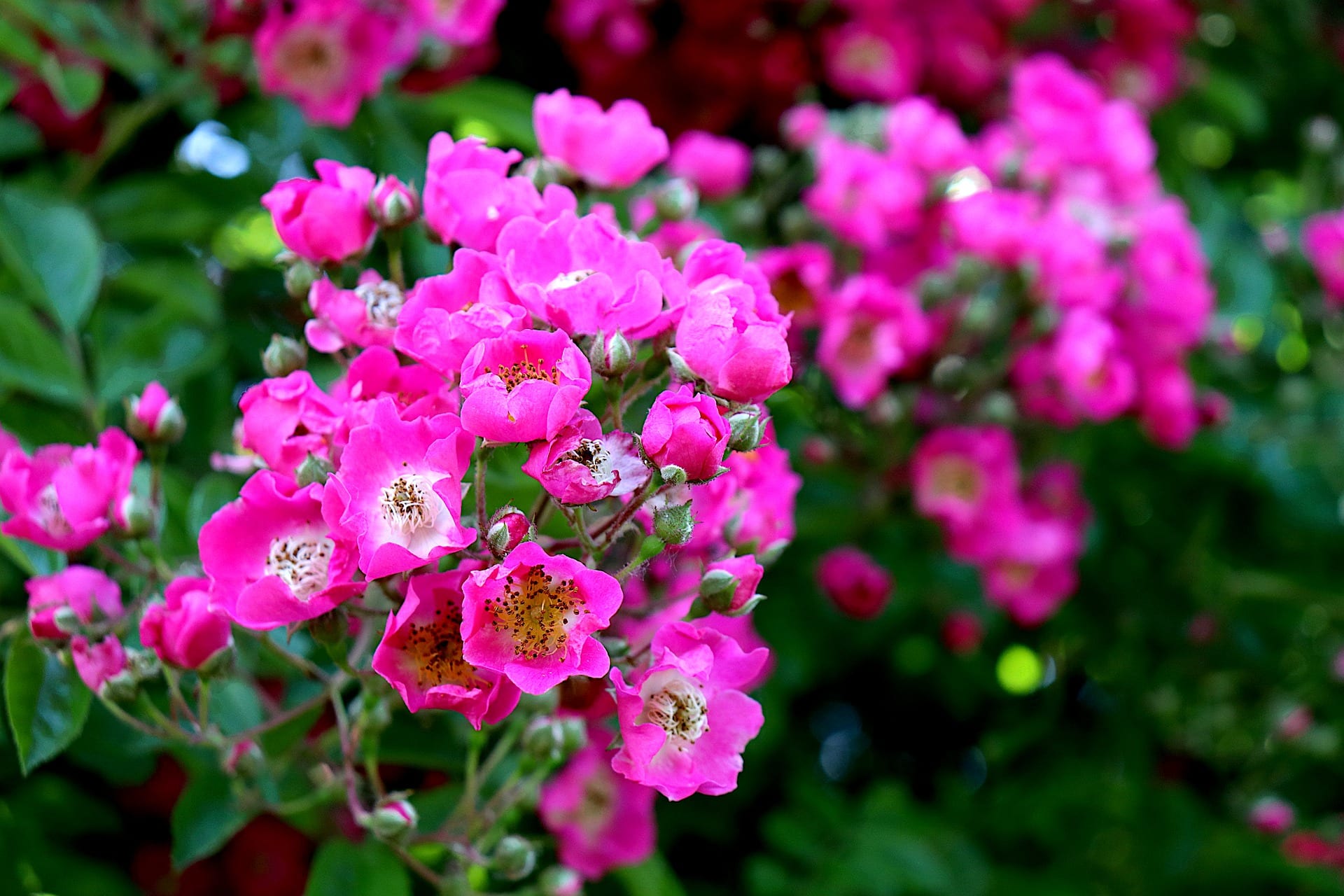 How to Grow and Care or Fragrant Climbing Roses in Your Garden | Pansy ...
