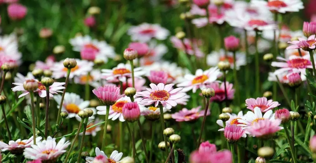 A List of Perennial Flowers you Must Have in your Garden | Pansy Maiden