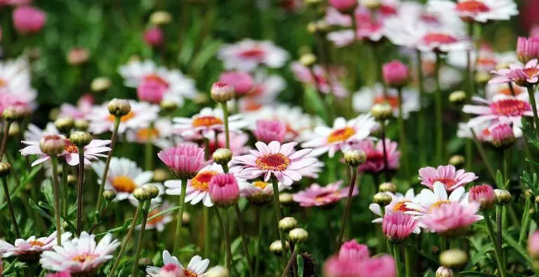 A List of Perennial Flowers you Must Have in your Garden | Pansy Maiden
