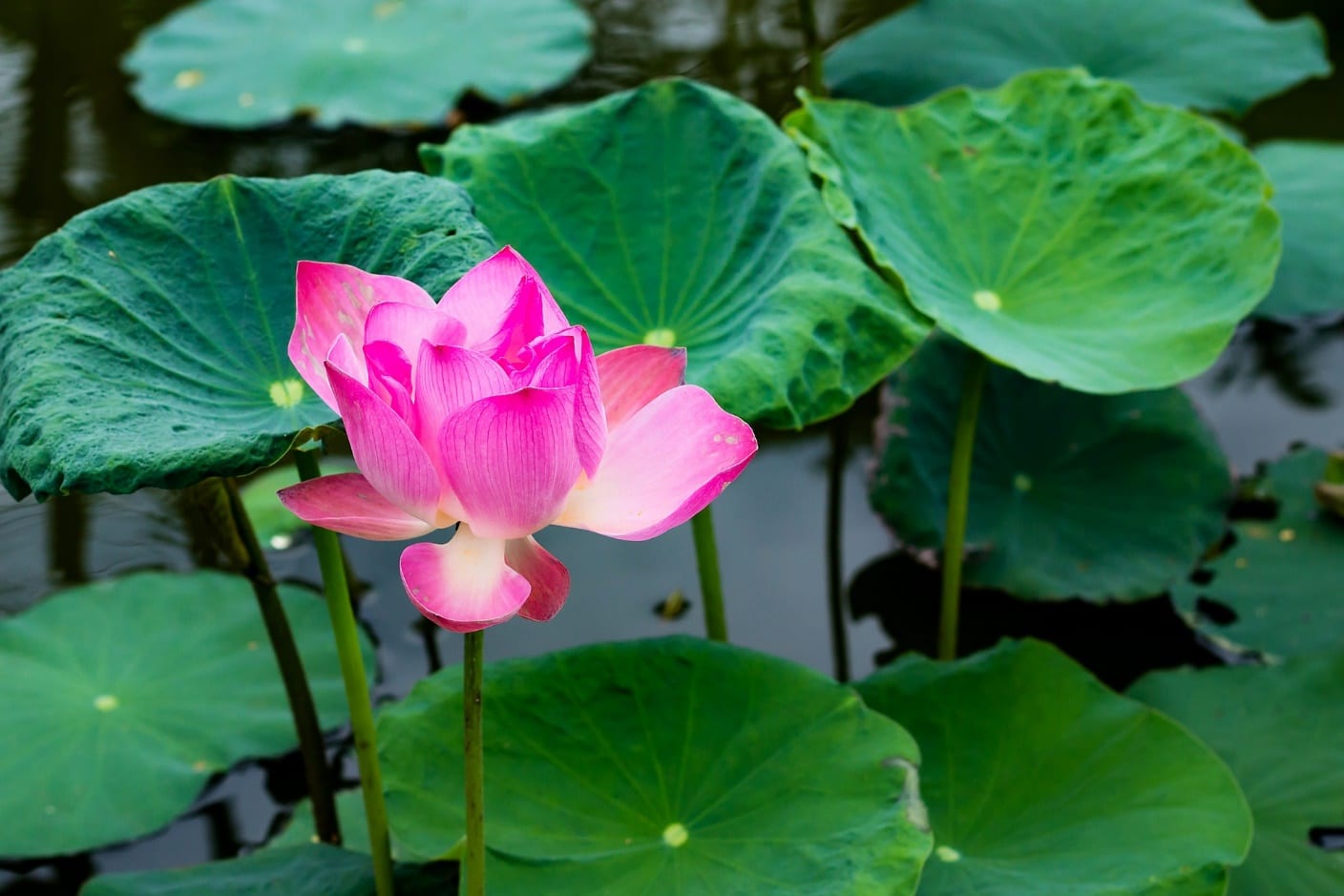 Different Types of Lotus Flowers You Can Grow at Home | Pansy Maiden