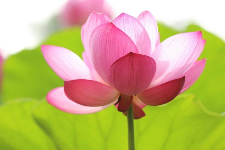 Different Types of Lotus Flowers | Pansy Maiden
