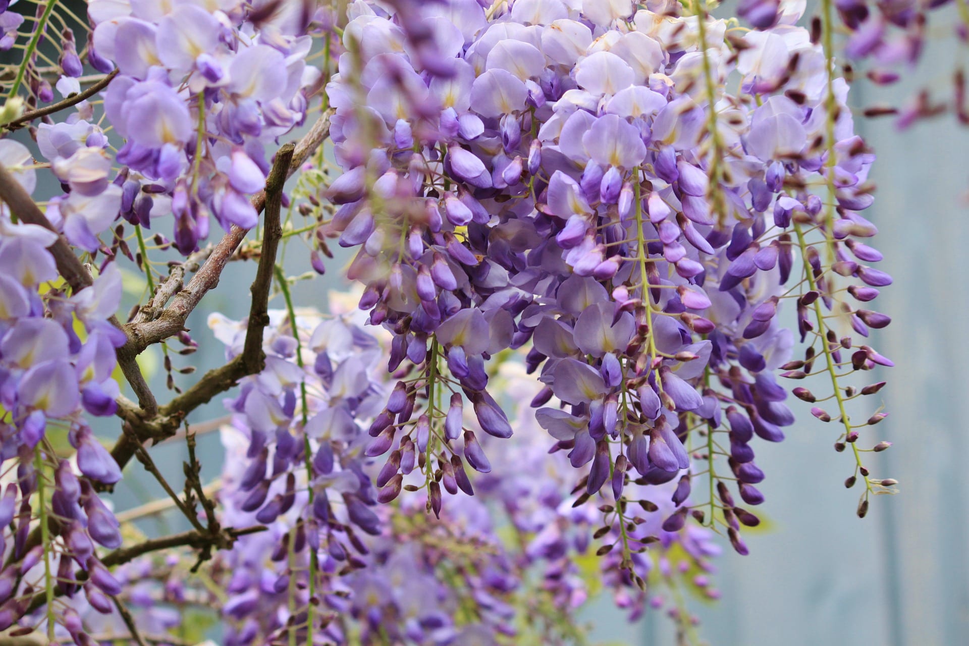 How to Go About Growing Wisteria in Your Garden | Pansy Maiden