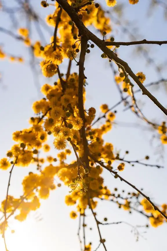 Acacia Flower: Meaning, Symbolism, and Colors | Pansy Maiden