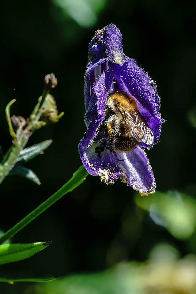 Aconite (Wolfsbane) Flower: Meaning, Symbolism, and Colors | Pansy Maiden