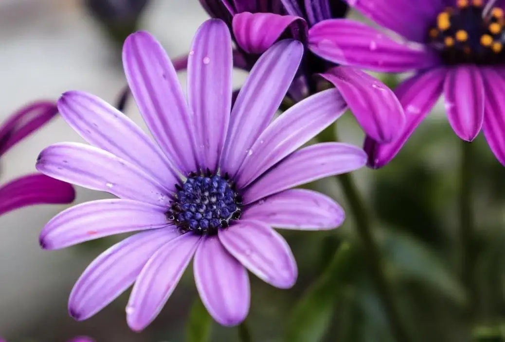 Why African Flowers Make the Best Gifts | Pansy Maiden