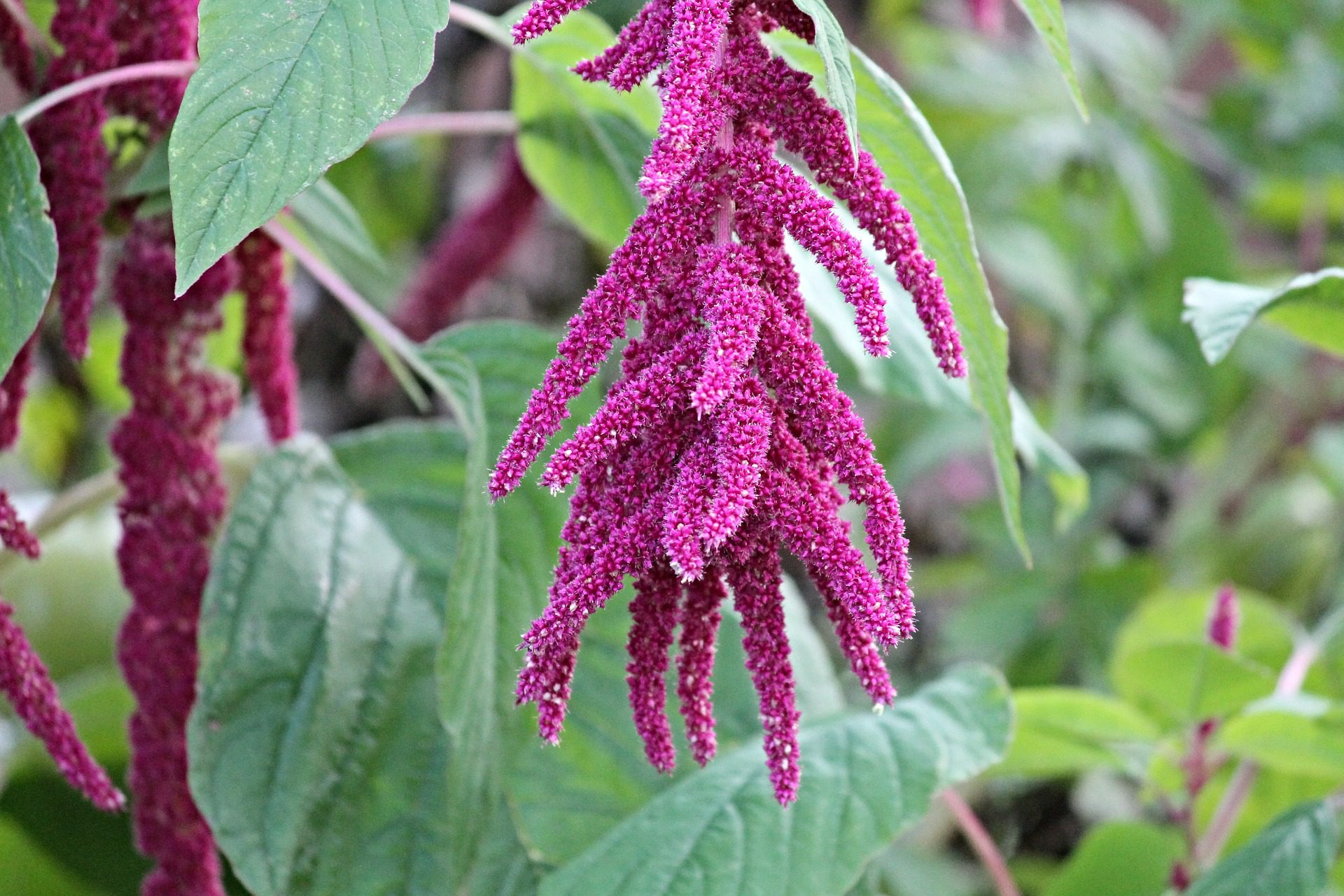 Amaranth Flower: Meaning, Symbolism, and Colors | Pansy Maiden