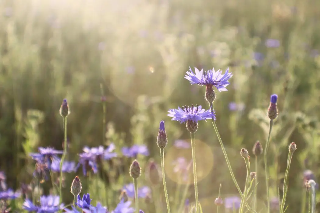 All You Need to Know About Aster Flowers | Pansy Maiden