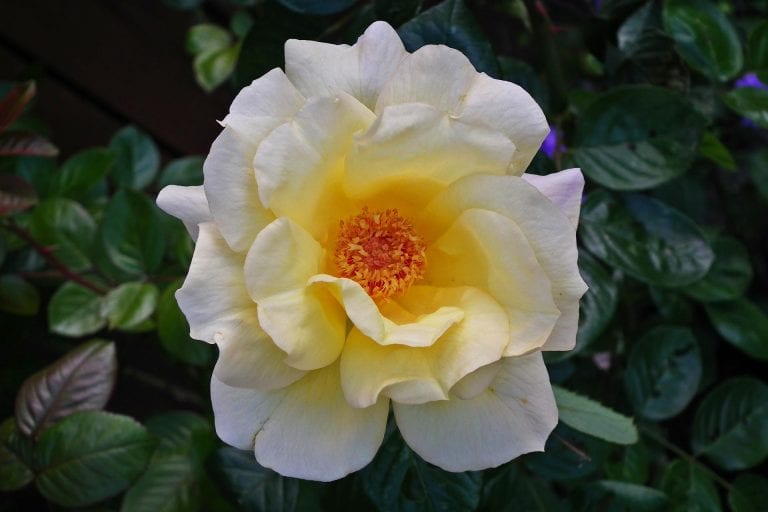 All You Need to Know About the Chinese Tea Rose | Pansy Maiden