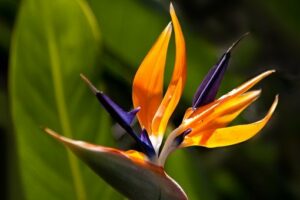 Bird of Paradise Flower: Meaning, Symbolism, and Colors | Pansy Maiden