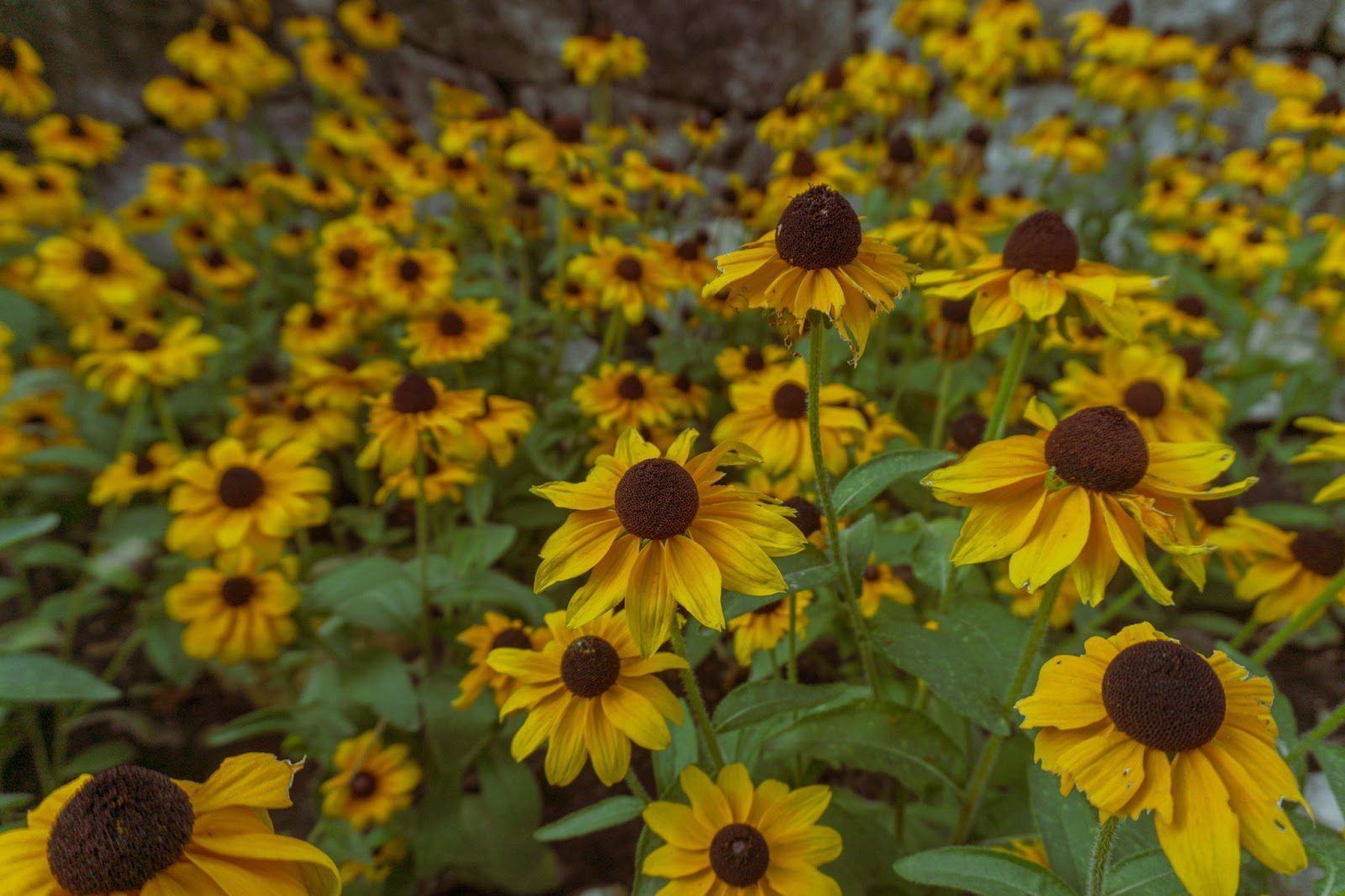 Black Eyed Susan Flower: Meaning, Symbolism, and Colors | Pansy Maiden