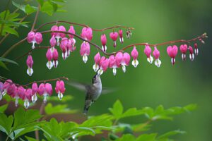 Bleeding Heart Flower: Meaning, Symbolism, and Colors | Pansy Maiden