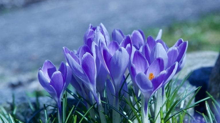 Crocus Flower: Meaning, Symbolism, and Colors | Pansy Maiden