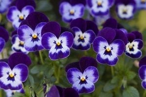 Pansy Flower: Meaning, Symbolism, and Colors | Pansy Maiden