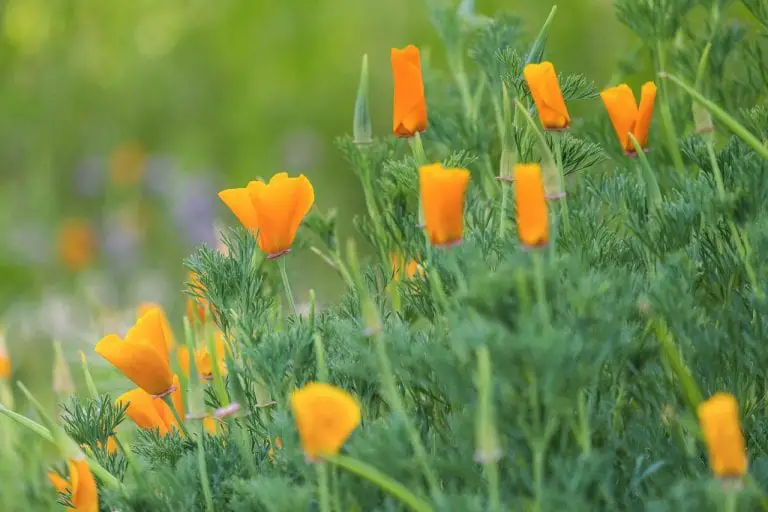 How to Grow and Care for California Poppies | Pansy Maiden