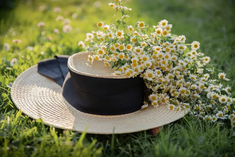 Chamomile Flower: Meaning, Symbolism, and Colors | Pansy Maiden