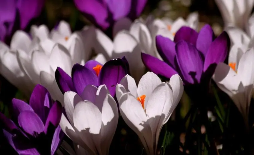 Crocus Flower: Meaning, Symbolism, and Colors | Pansy Maiden