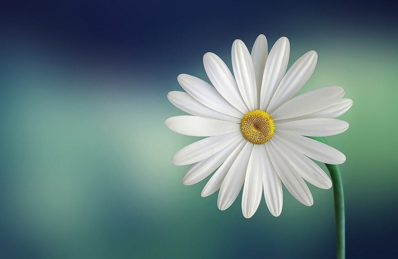 A list of different types of daisies | Pansy Maiden A list of different types of daisies | Pansy Maiden