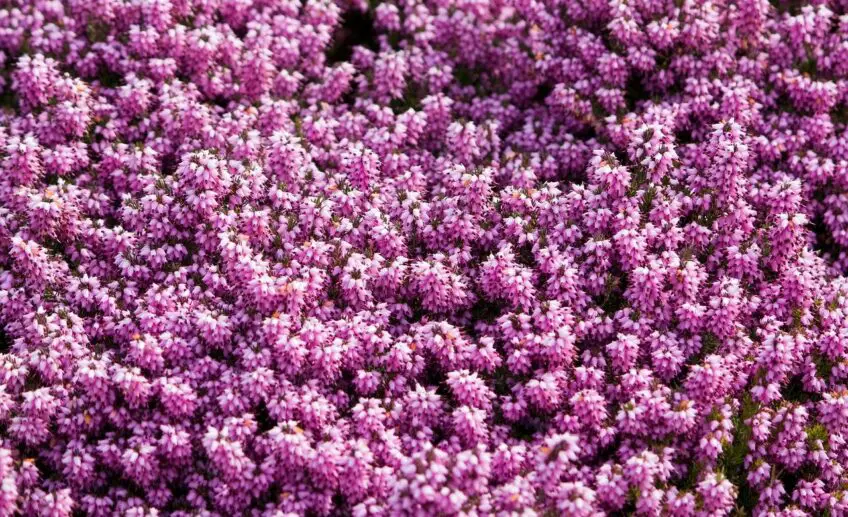 Erica Flower: Meaning, Symbolism, and Colors | Pansy Maiden