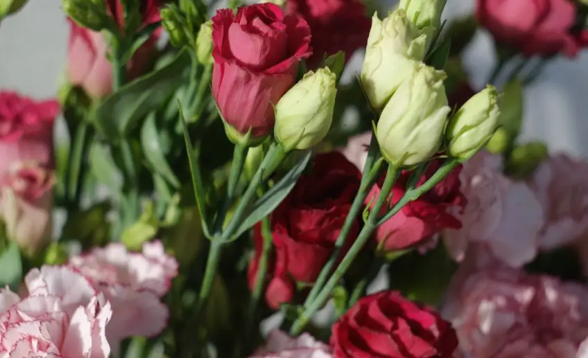 Eustoma Flower: Meaning, Symbolism, and Colors | Pansy Maiden