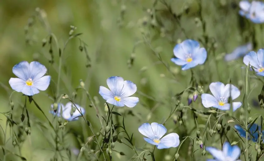 Flax Flower: Meaning, Symbolism, and Colors | Pansy Maiden