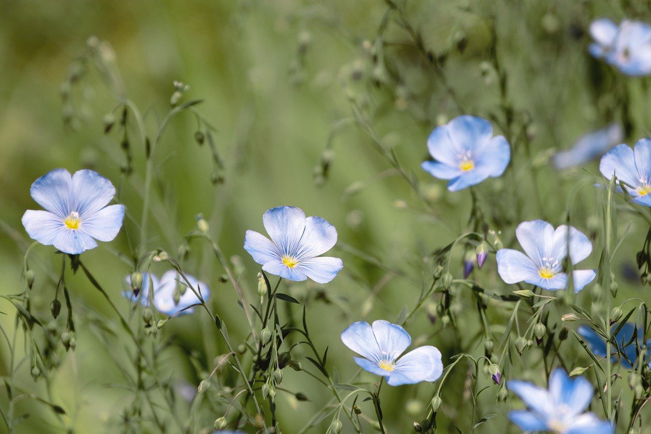 Flax Flower: Meaning, Symbolism, and Colors | Pansy Maiden