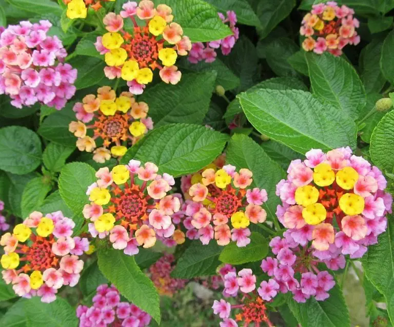 All You Need to Know About Lantana Flowers | Pansy Maiden
