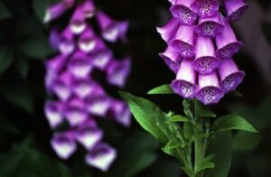 Foxglove Flower: Meaning, Symbolism, and Colors | Pansy Maiden