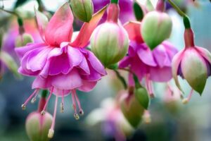 Fuchsia Flower: Meaning, Symbolism, and Colors | Pansy Maiden