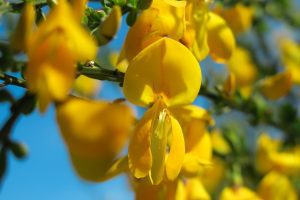 Gorse Flower: Meaning, Symbolism, and Colors | Pansy Maiden