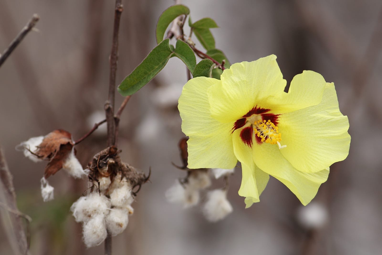 Cotton Flower: Meaning, Symbolism, and Colors | Pansy Maiden