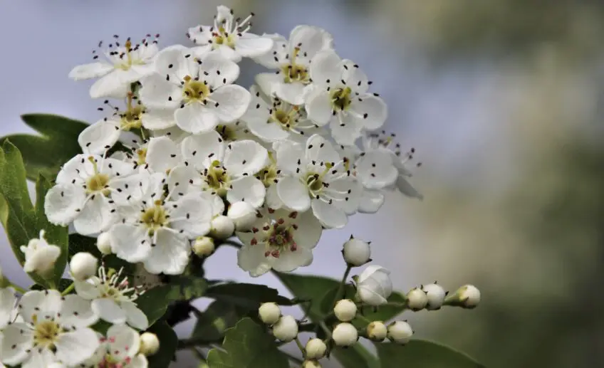 Hawthorn Flower: Meaning, Symbolism, and Colors | Pansy Maiden