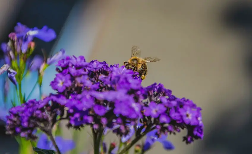 Heliotrope Flower: Meaning, Symbolism, and Colors | Pansy Maiden