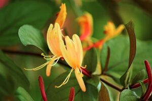 Honeysuckle Flower: Meaning, Symbolism, and Colors | Pansy Maiden