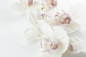 Hothouse Flower: Meaning, Symbolism, and Colors | Pansy Maiden