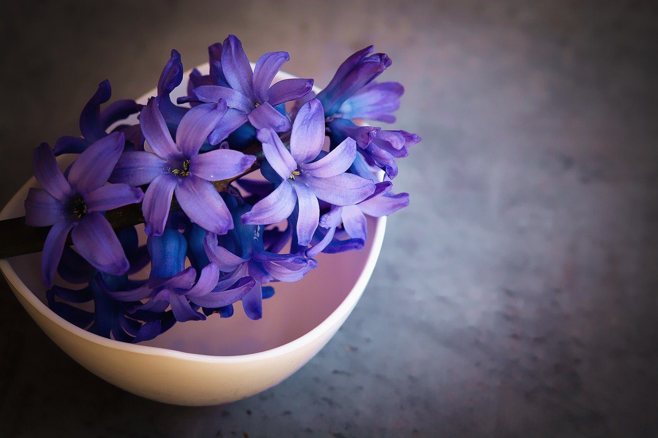 Hyacinth Flower: Meaning, Symbolism, and Colors | Pansy Maiden