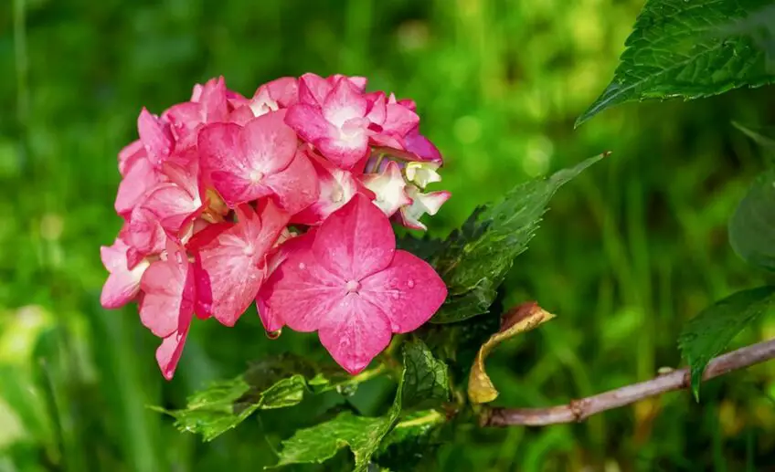 All You Need to Know About the Hydrangea Life Cycle | Pansy Maiden