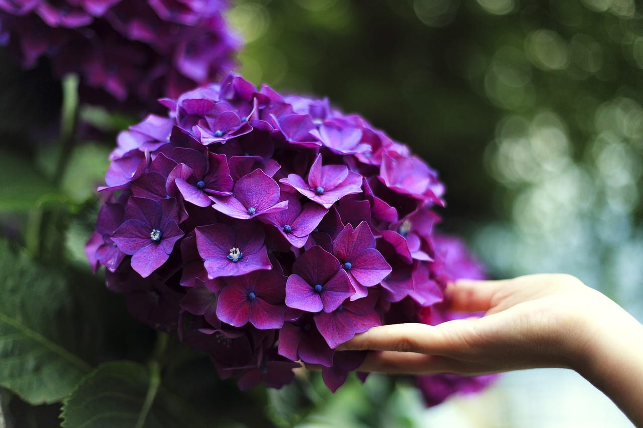Things To Know While Transplanting Hydrangeas Pansy Maiden