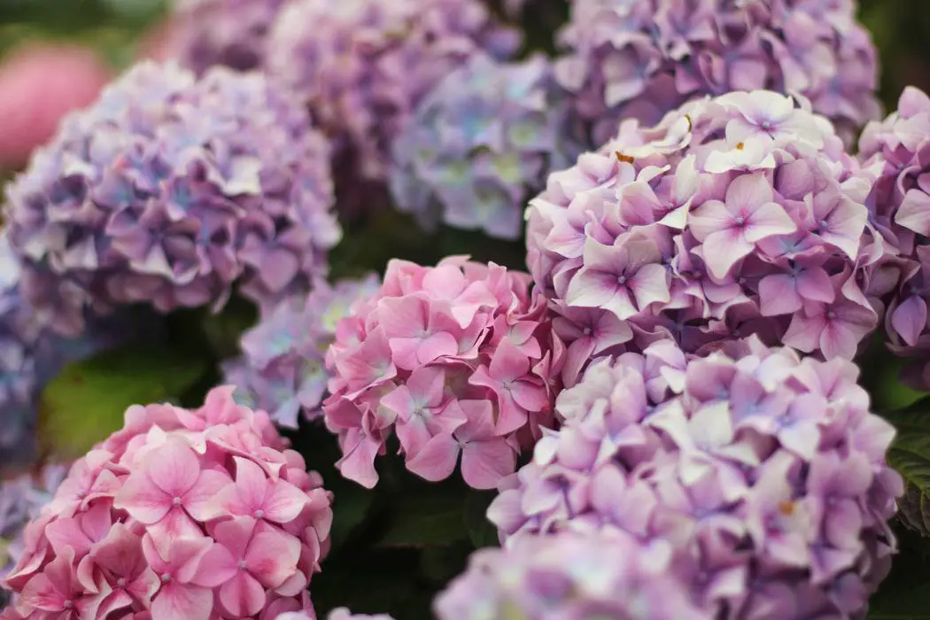 Interesting Facts About Hydrangeas | Pansy Maiden