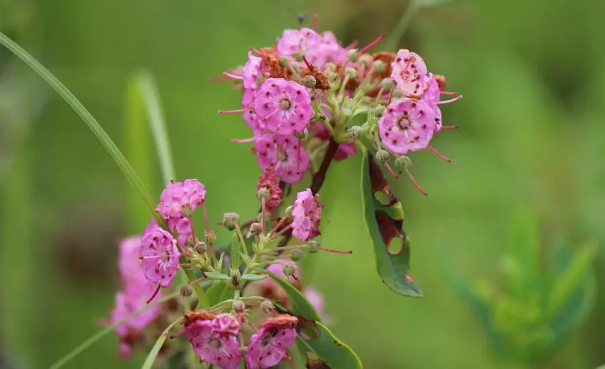 Kalmia Flower: Meaning, Symbolism, and Colors | Pansy Maiden