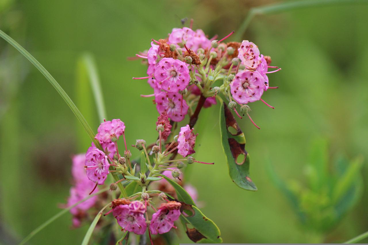Kalmia Flower: Meaning, Symbolism, and Colors | Pansy Maiden