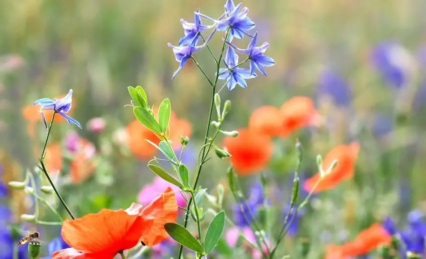 All you need to know about the larkspur flower | Pansy Maiden