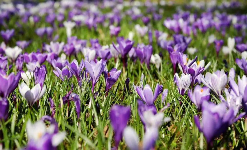 A List of Flowers That Start With Z | Pansy Maiden