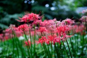 Lycoris (Spider Lily) Flower: Meaning, Symbolism, and Colors | Pansy Maiden