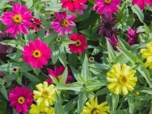 Zinnia Flower: Meaning, Symbolism, and Colors | Pansy Maiden