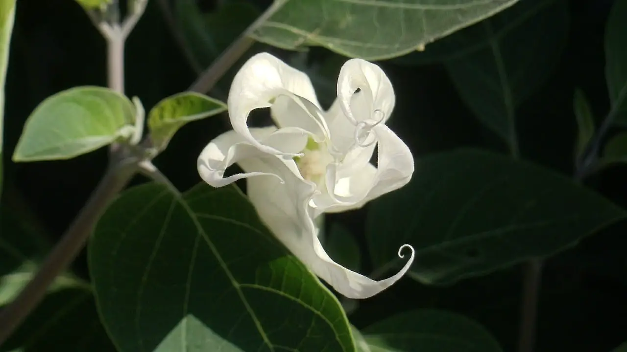 All you need to know about moonflowers | Pansy Maiden