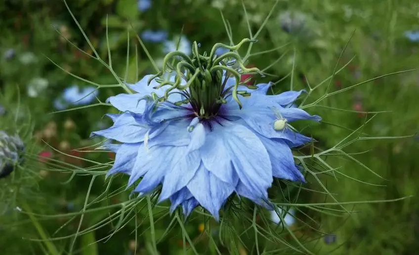All You Need to Know About the Nigella Flower | Pansy Maiden