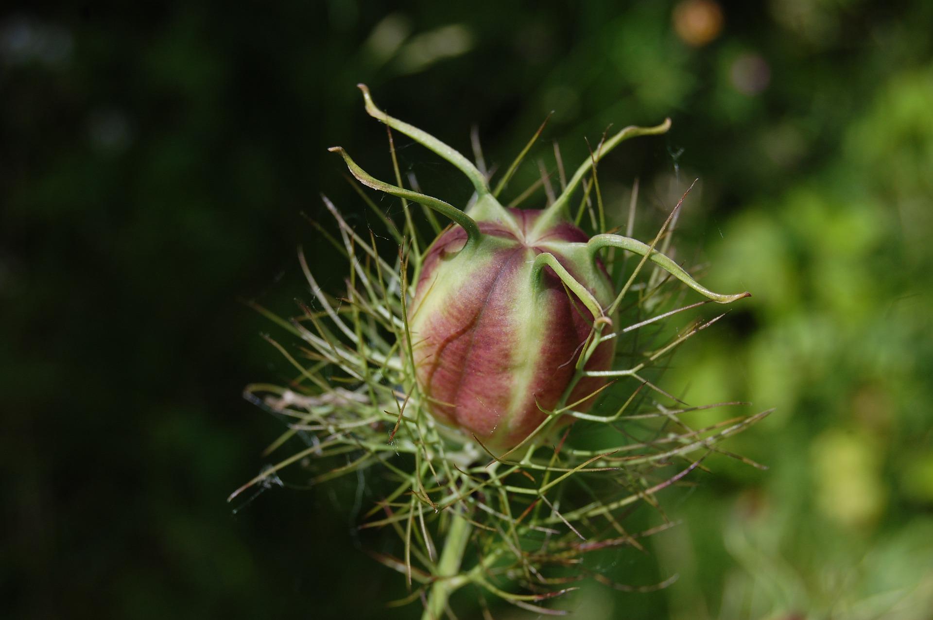 All You Need to Know About the Nigella Flower | Pansy Maiden